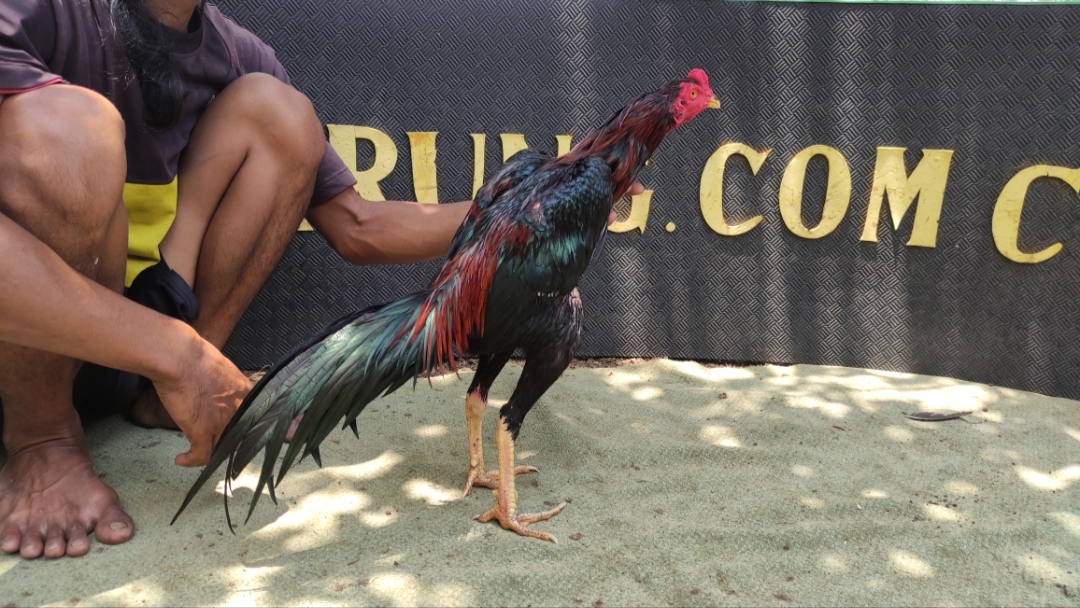 VEYRON KLABANG (SOLD OUT) - AyamPetarung.com